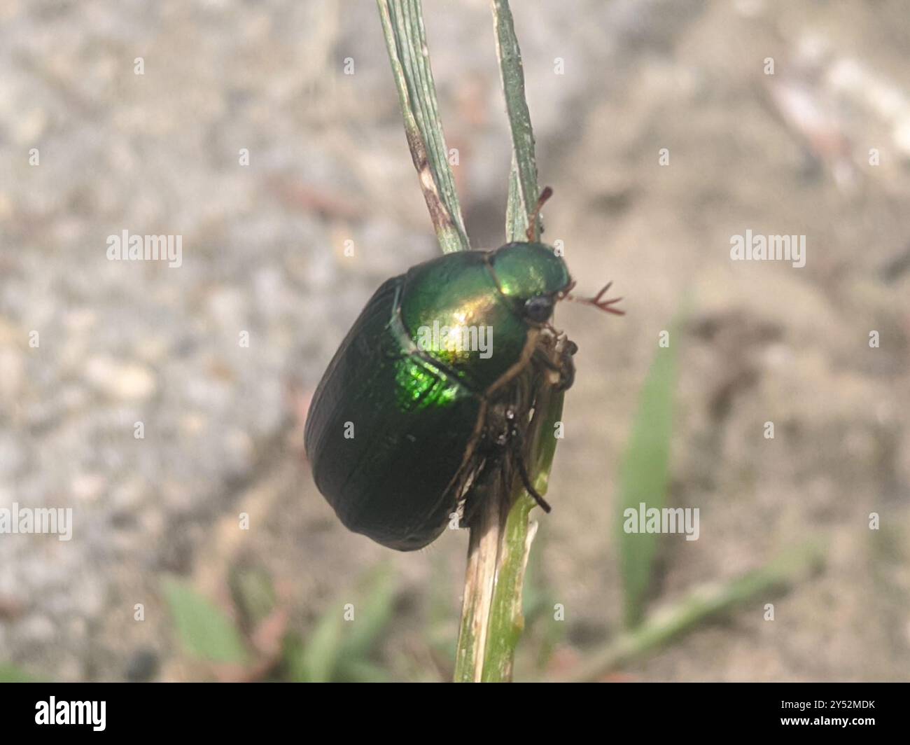 Pale and Green Leaf Chafers (Anomala) Insecta Stock Photo - Alamy