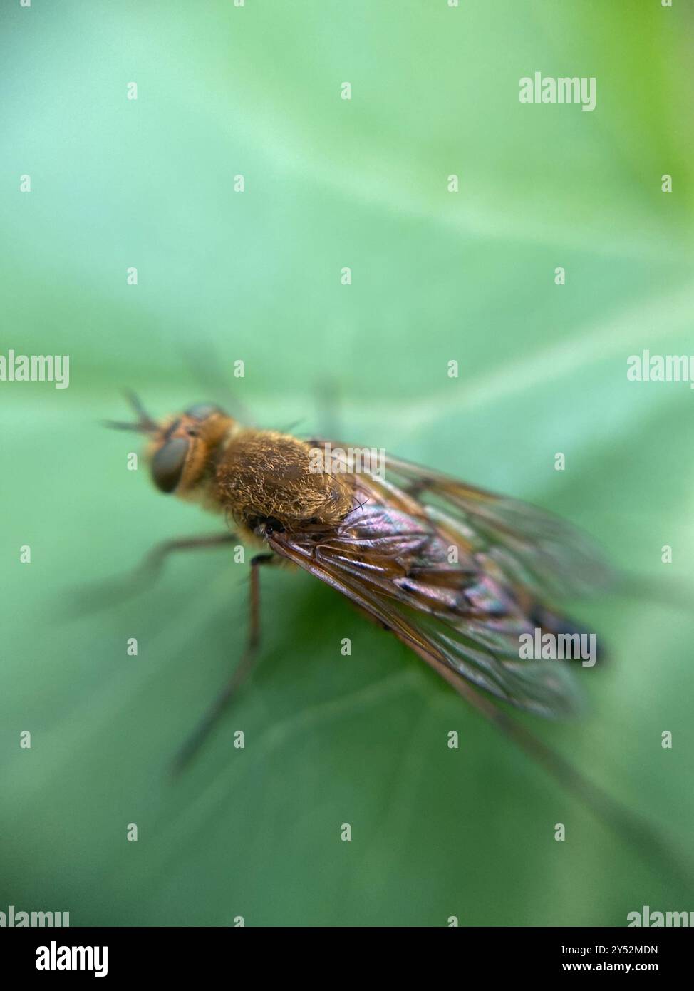Common Stiletto (Thereva nobilitata) Insecta Stock Photo - Alamy