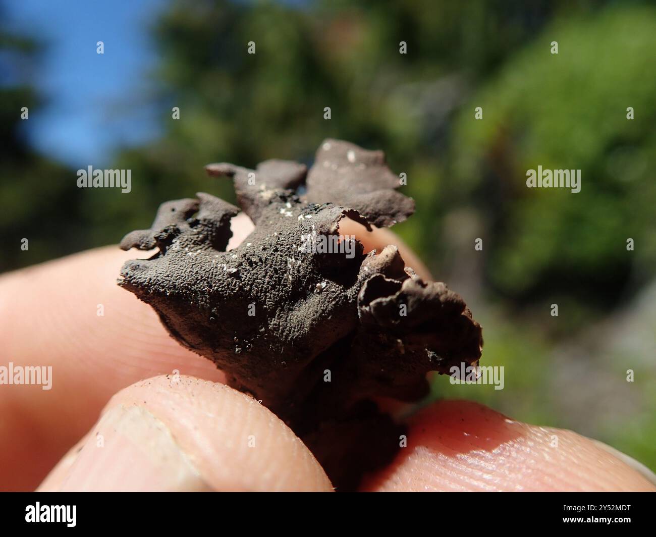 Powdery Kidney Lichen (Nephroma parile) Fungi Stock Photo - Alamy