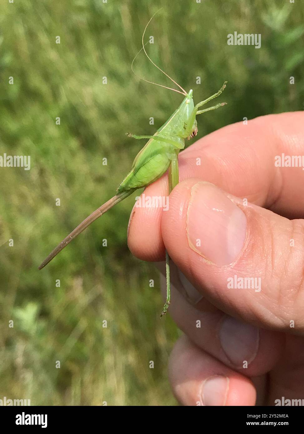 Sword-bearing Conehead (Neoconocephalus ensiger) Insecta Stock Photo ...