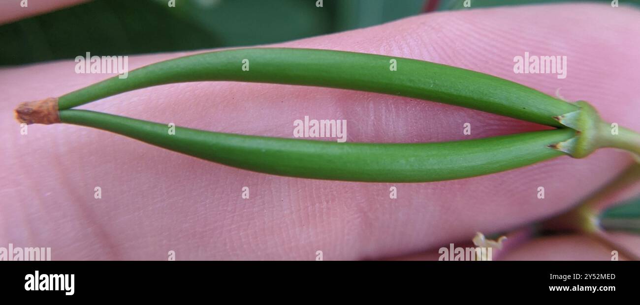 hemp dogbane (Apocynum cannabinum) Plantae Stock Photo - Alamy