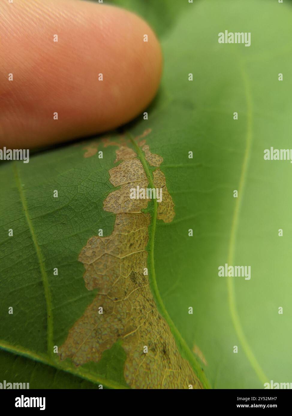 Oak Skeletonizer Moth (Bucculatrix ainsliella) Insecta Stock Photo - Alamy