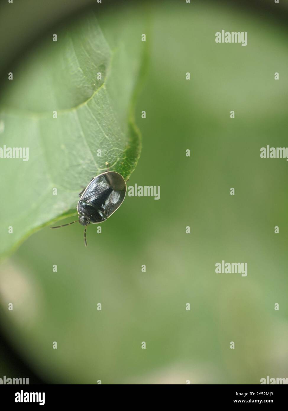 White-margined Burrower Bug (Sehirus cinctus) Insecta Stock Photo - Alamy