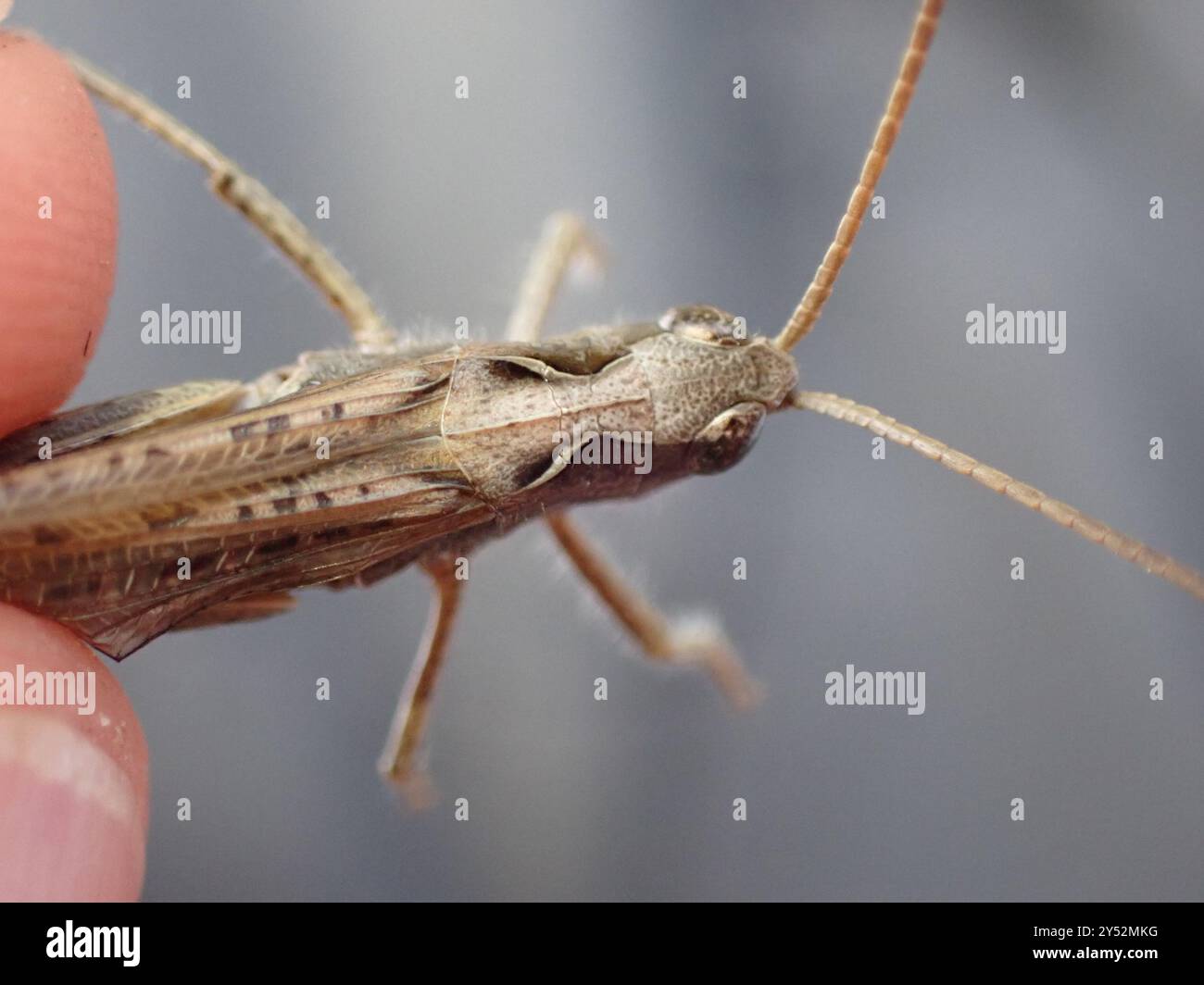 Bow-winged Grasshopper (Chorthippus biguttulus) Insecta Stock Photo - Alamy