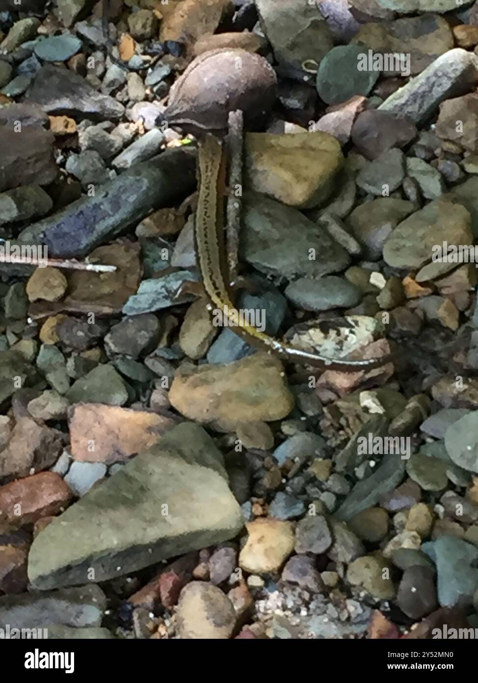 Southern Two-lined Salamander (Eurycea cirrigera) Amphibia Stock Photo ...