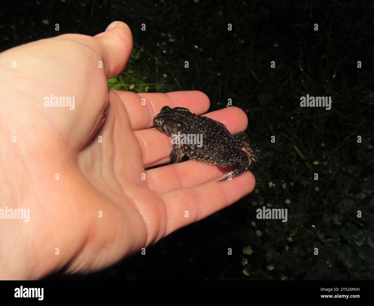 Sand Toad (Vandijkophrynus angusticeps) Amphibia Stock Photo - Alamy