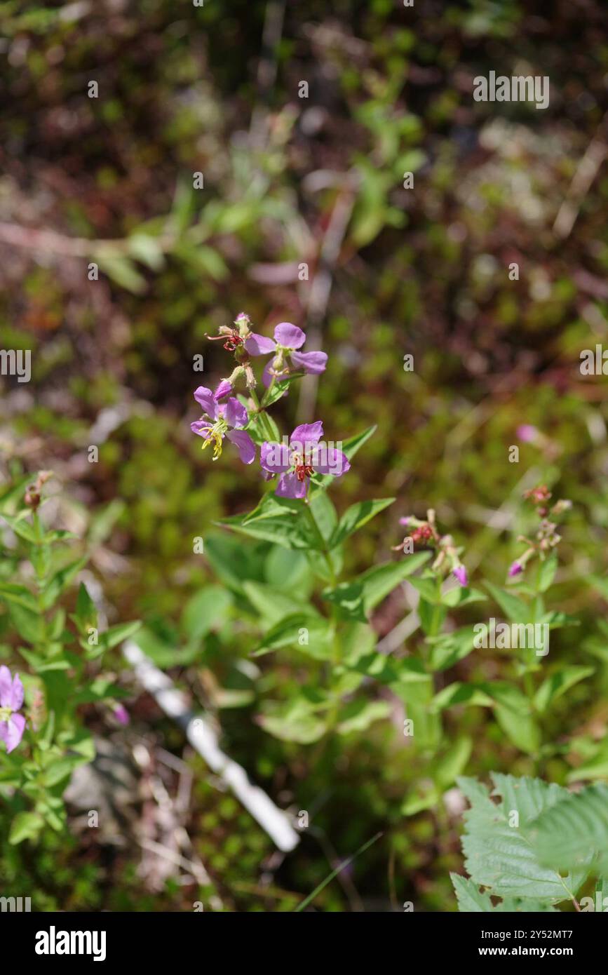 Virginia meadowbeauty (Rhexia virginica) Plantae Stock Photo - Alamy