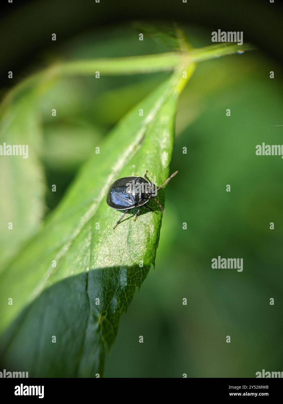 White-margined Burrower Bug (Sehirus cinctus) Insecta Stock Photo - Alamy