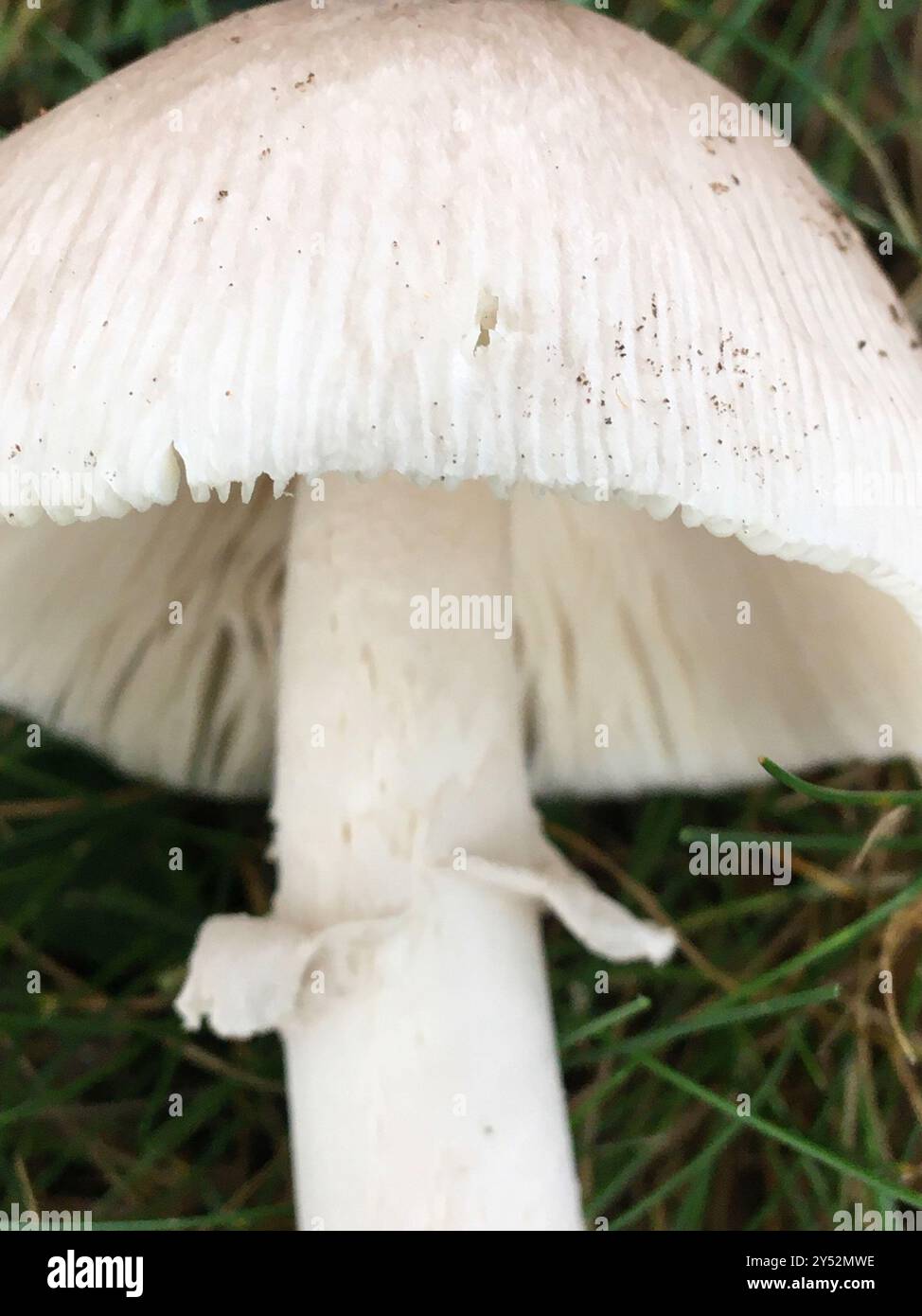Hated Caesar (Amanita spreta) Fungi Stock Photo - Alamy