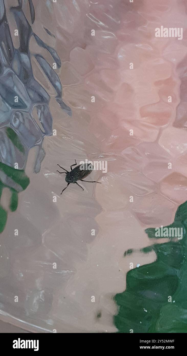 Striped Leafhopper (Cuerna striata) Insecta Stock Photo - Alamy