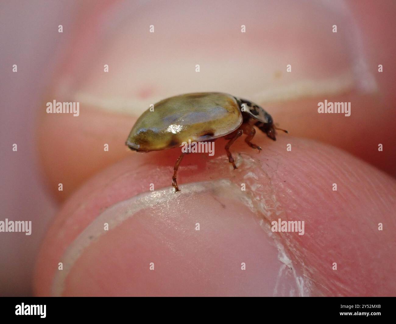 Cream-streaked Ladybird (Harmonia quadripunctata) Insecta Stock Photo ...
