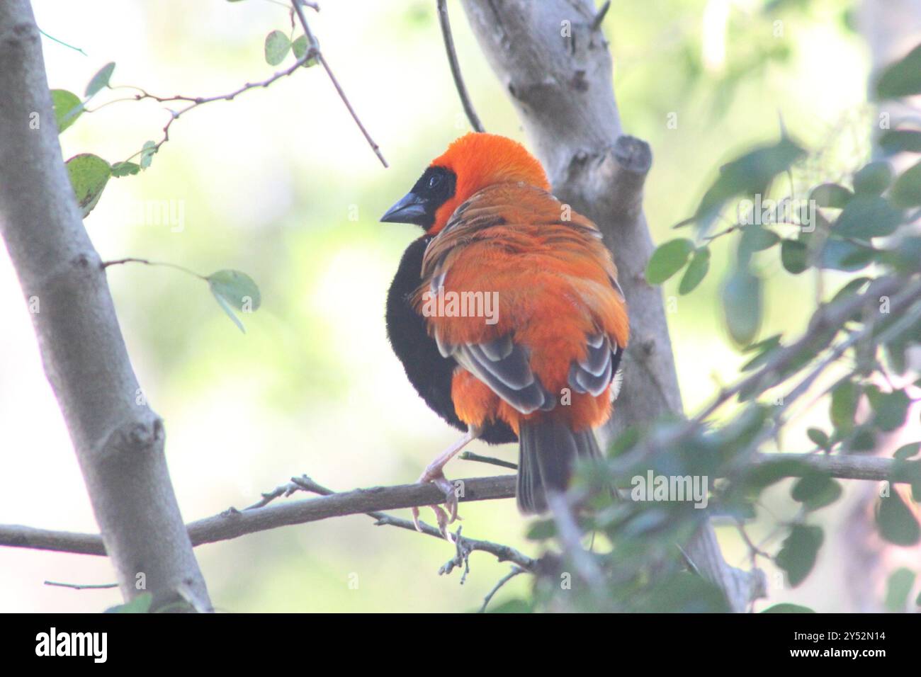Southern Red Bishop (Euplectes orix) Aves Stock Photo - Alamy