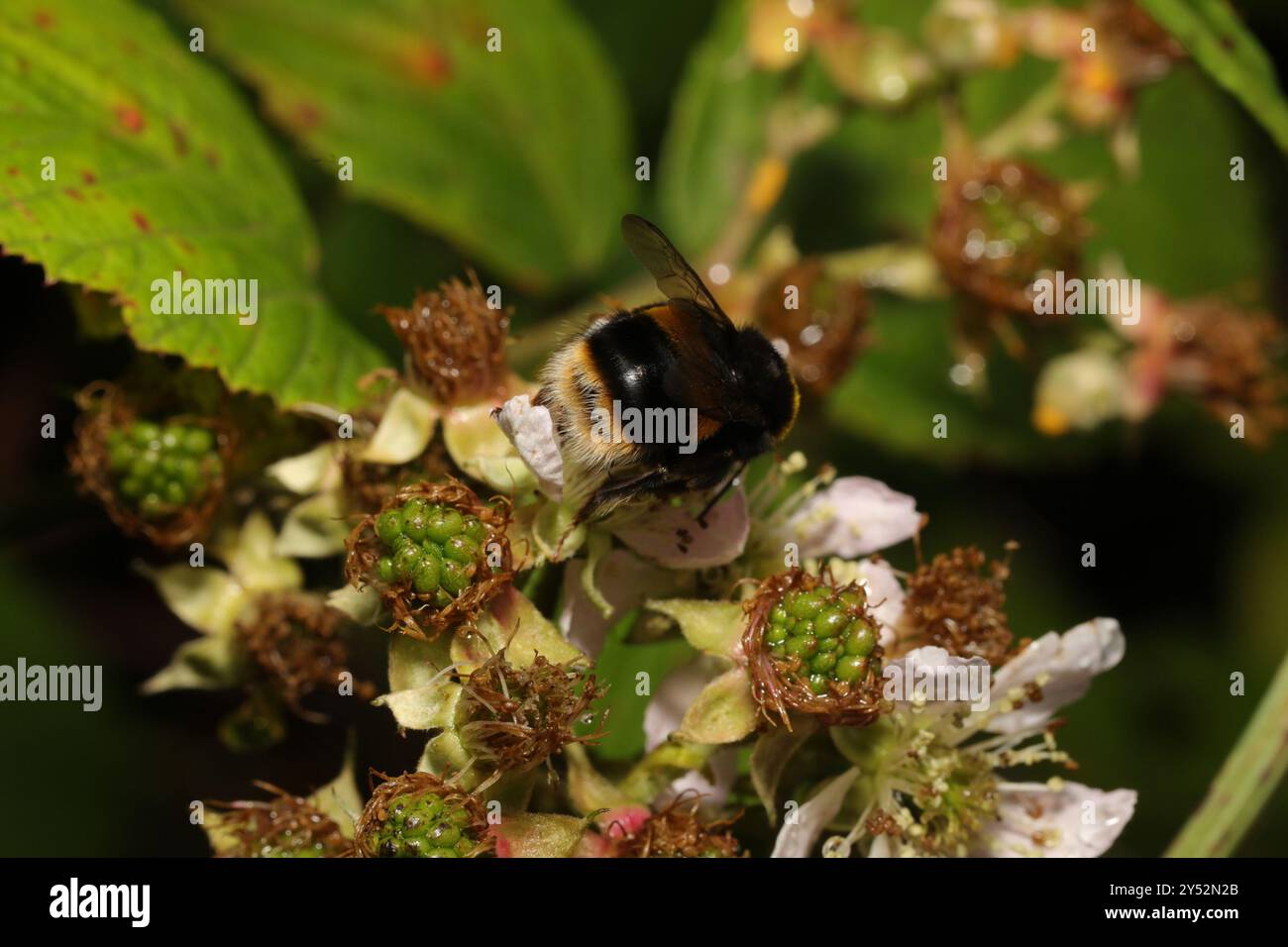 Buff-tailed Bumble Bee (Bombus terrestris) Insecta Stock Photo - Alamy