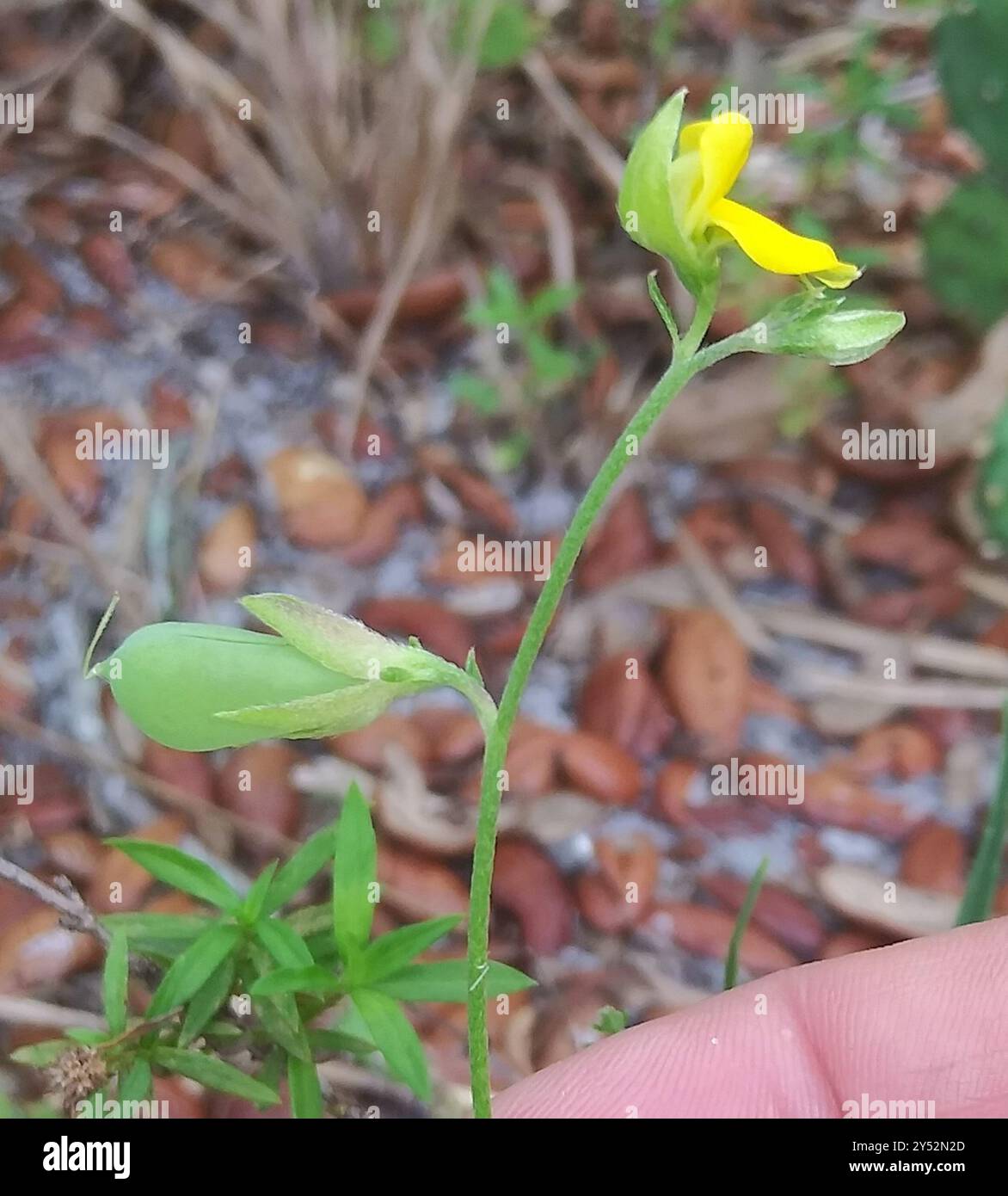 Rabbitbells (Crotalaria rotundifolia) Plantae Stock Photo - Alamy