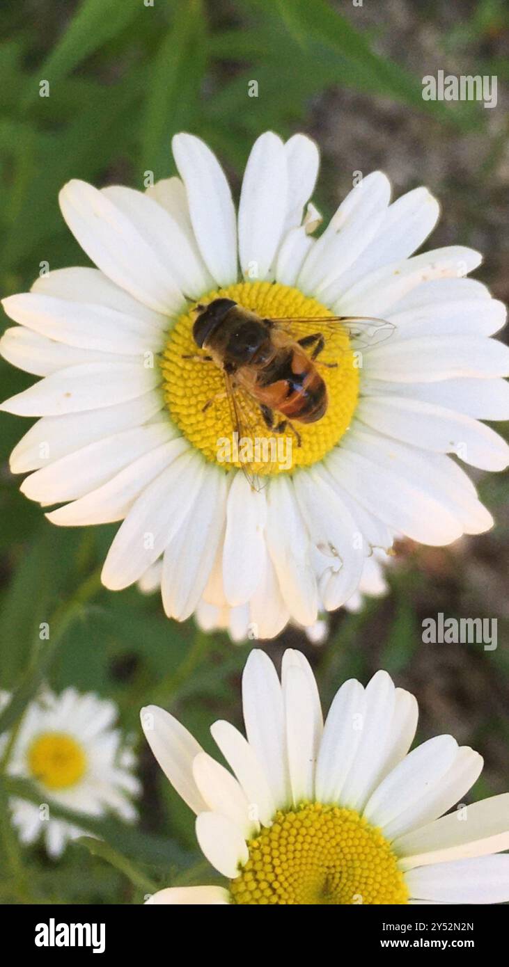 Common Drone Fly (Eristalis tenax) Insecta Stock Photo - Alamy