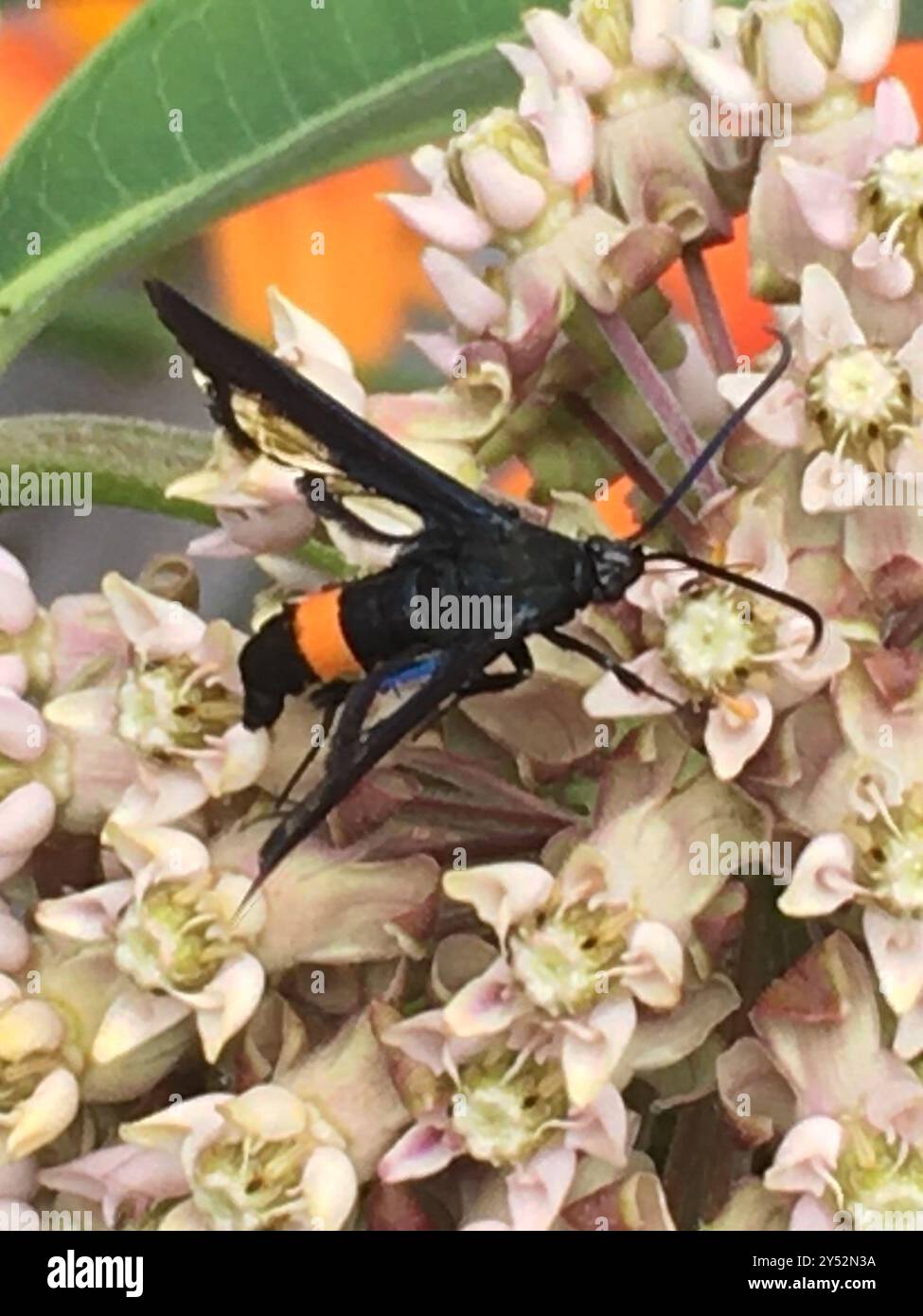 Peachtree Borer Moth (Synanthedon exitiosa) Insecta Stock Photo - Alamy