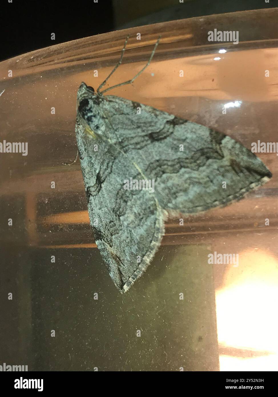 Treble Bar (Aplocera plagiata) Insecta Stock Photo - Alamy