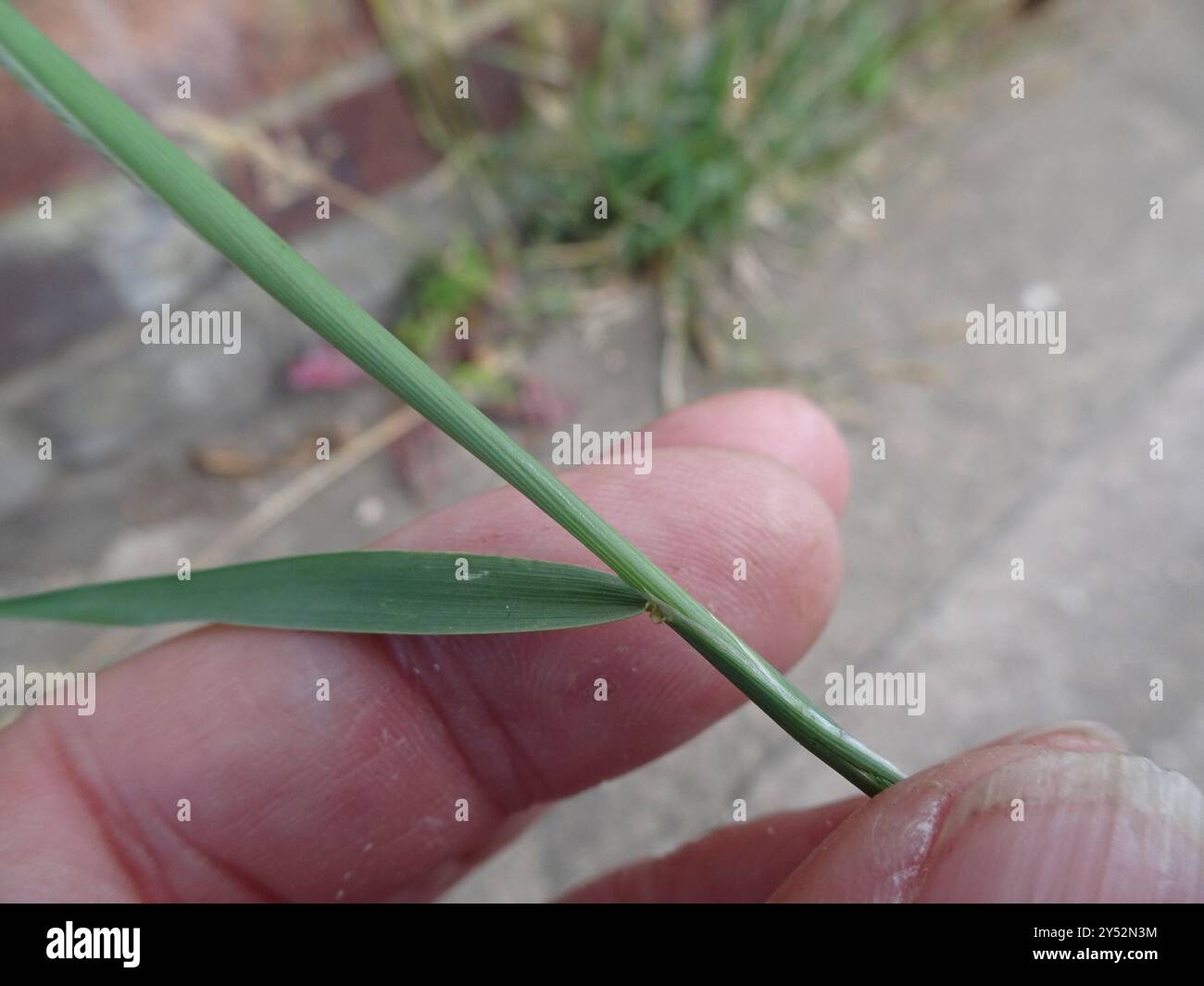 water beard grass (Polypogon viridis) Plantae Stock Photo - Alamy