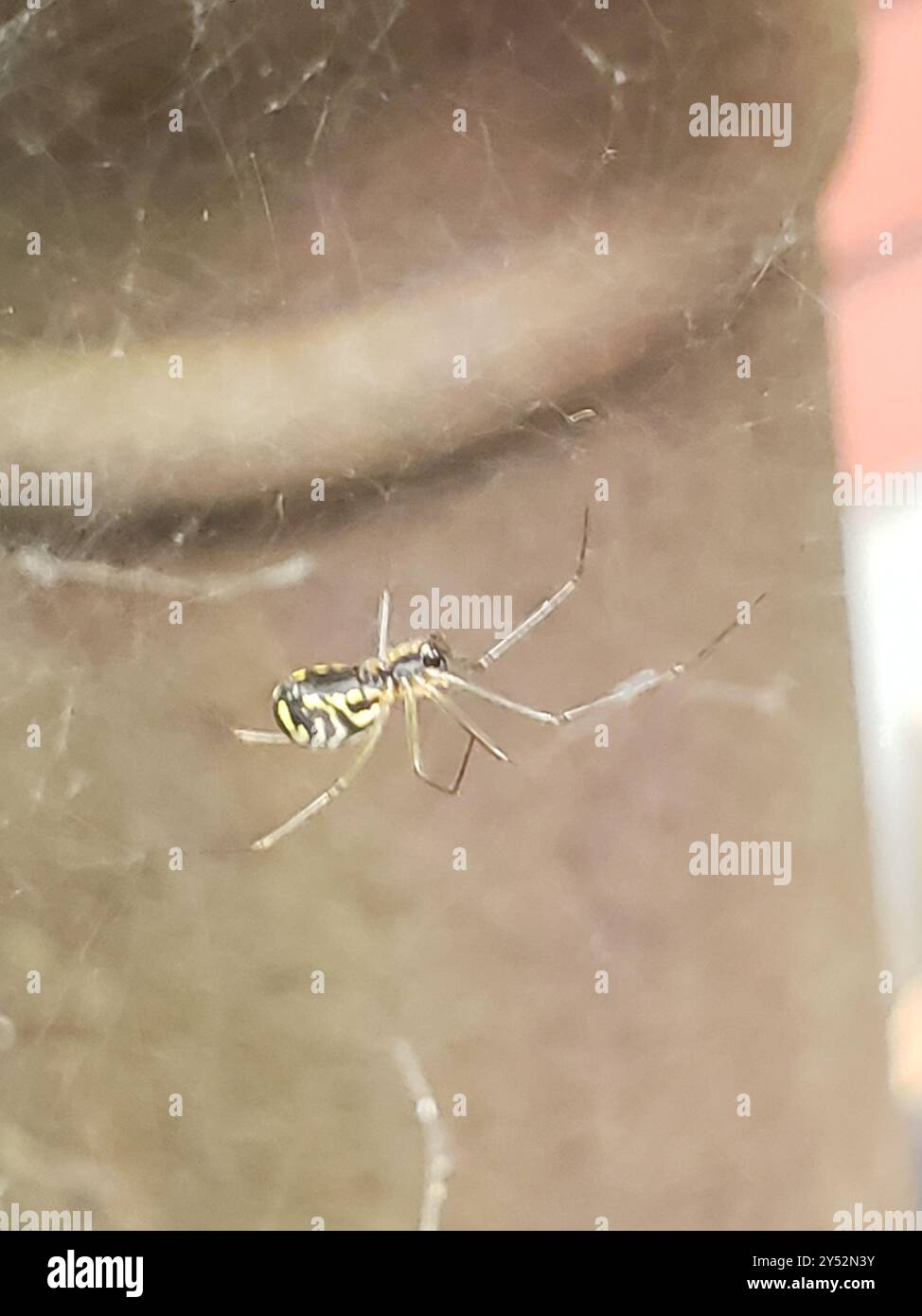 Filmy Dome Spider (Neriene radiata) Arachnida Stock Photo - Alamy