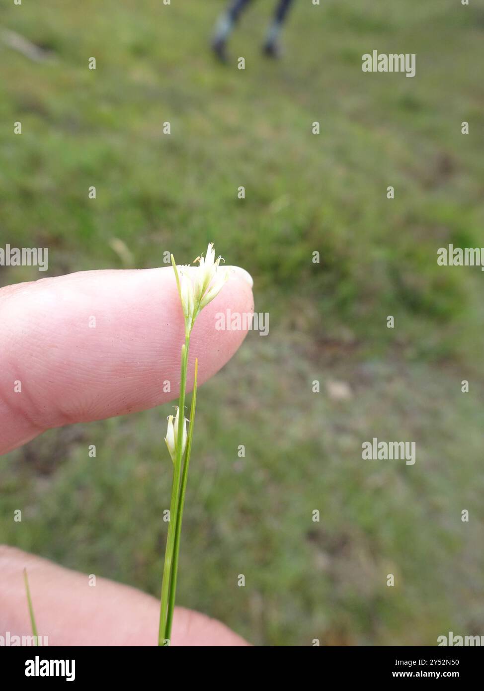 white beak-sedge (Rhynchospora alba) Plantae Stock Photo - Alamy