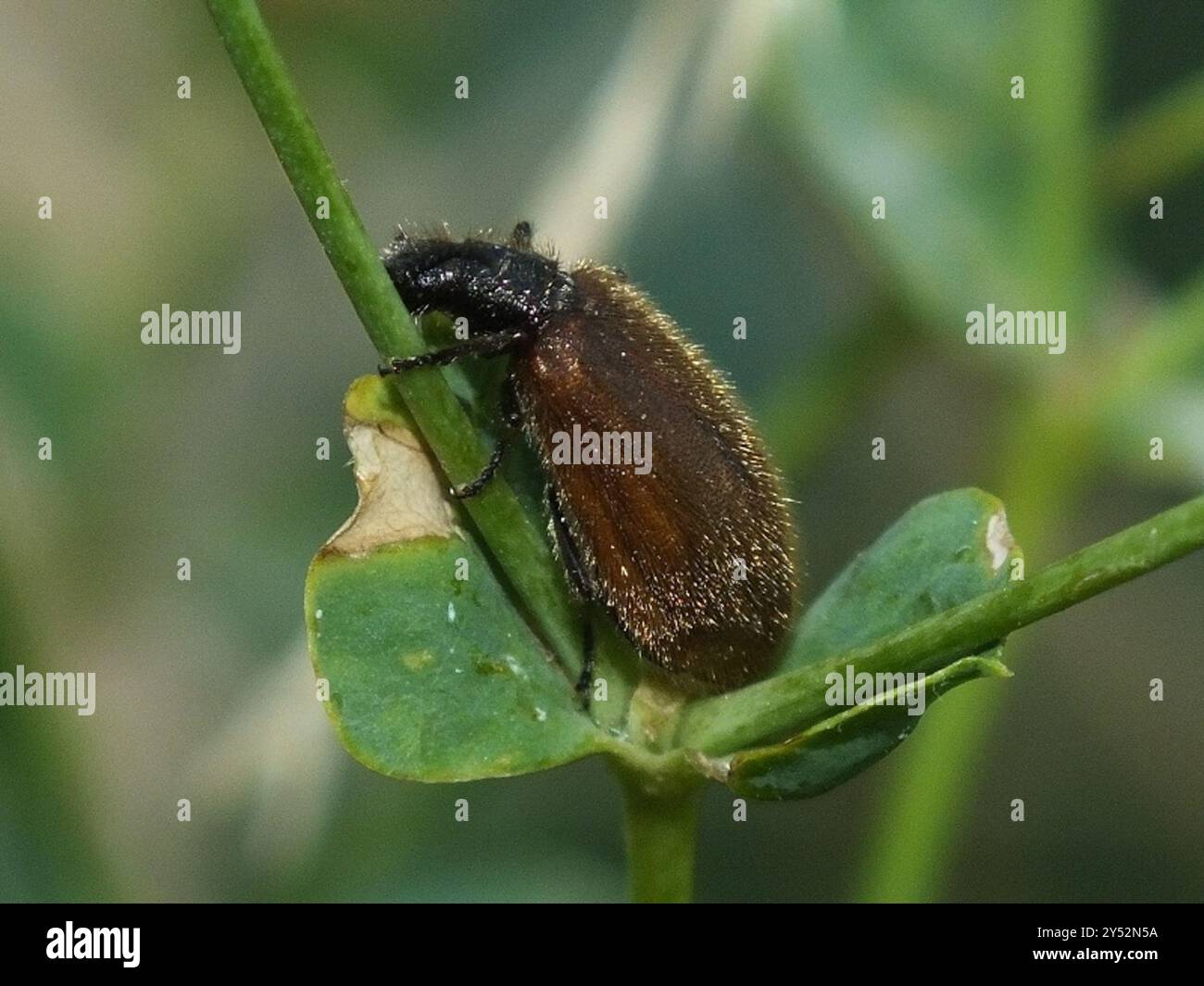 Rough-haired Lagria Beetle (Lagria hirta) Insecta Stock Photo - Alamy
