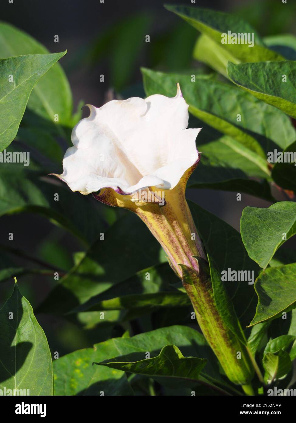metel devil's trumpet (Datura metel) Plantae Stock Photo - Alamy