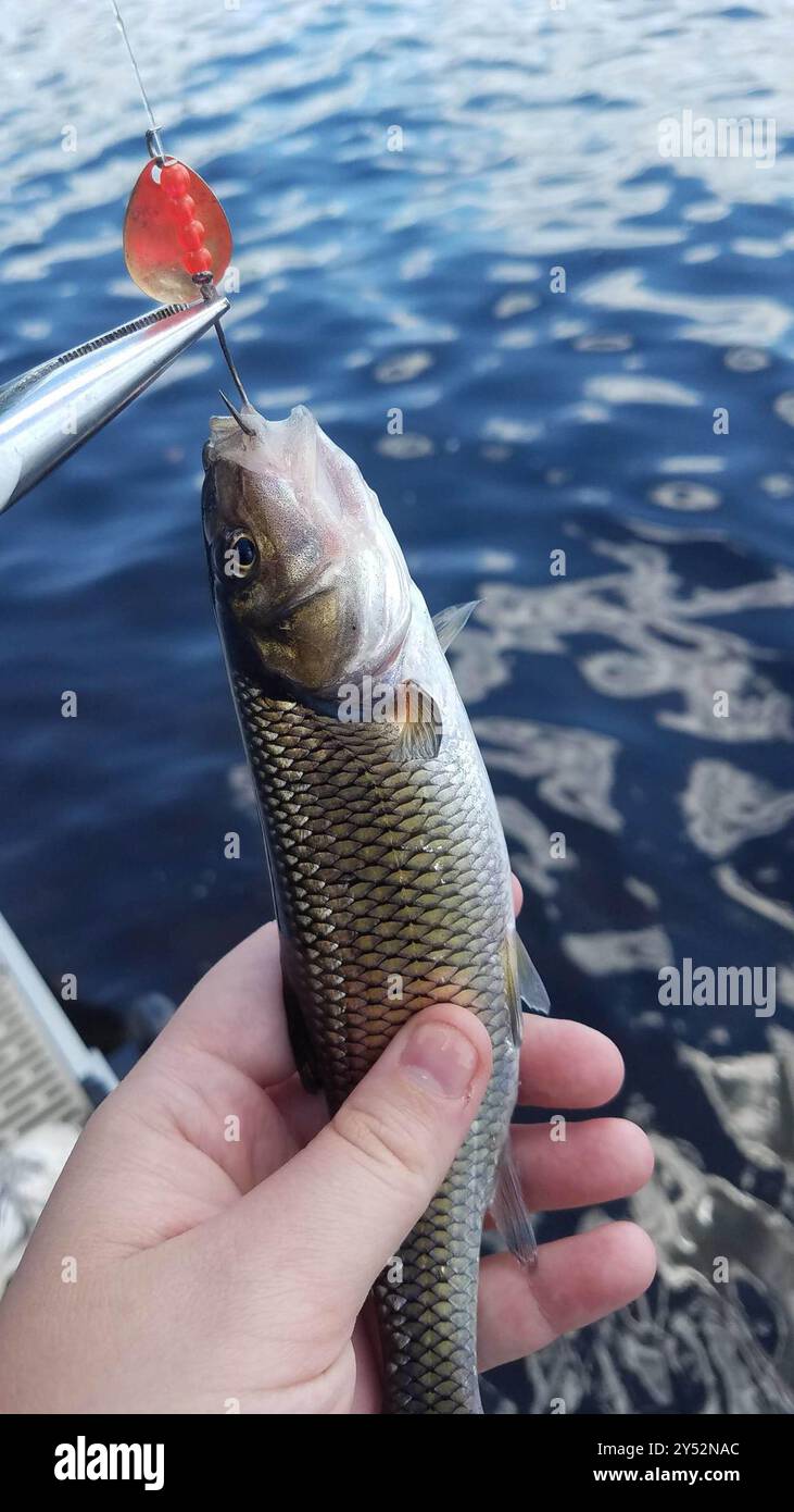 Fallfish (Semotilus corporalis) Actinopterygii Stock Photo - Alamy