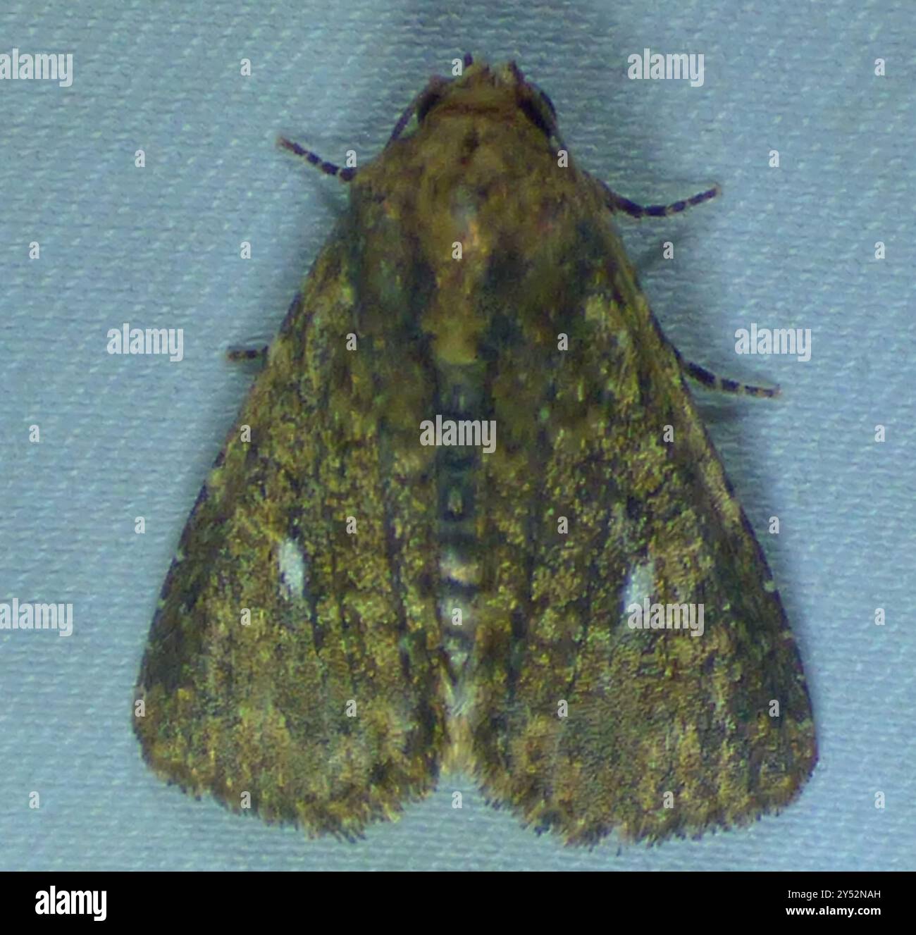 Mobile Groundling (Condica mobilis) Insecta Stock Photo - Alamy