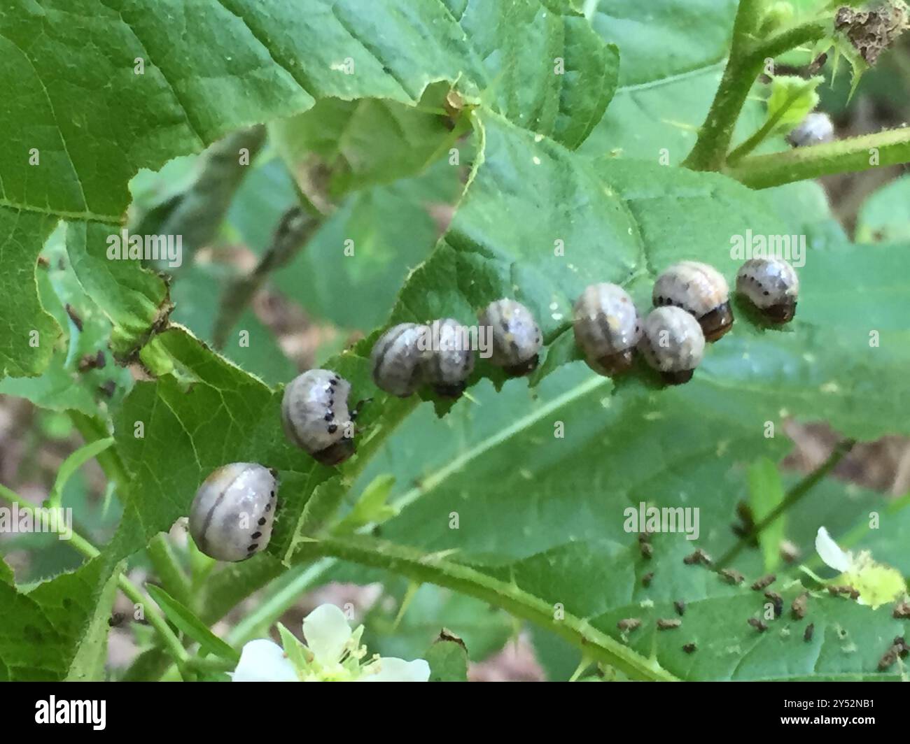 False Potato Beetle (Leptinotarsa juncta) Insecta Stock Photo - Alamy
