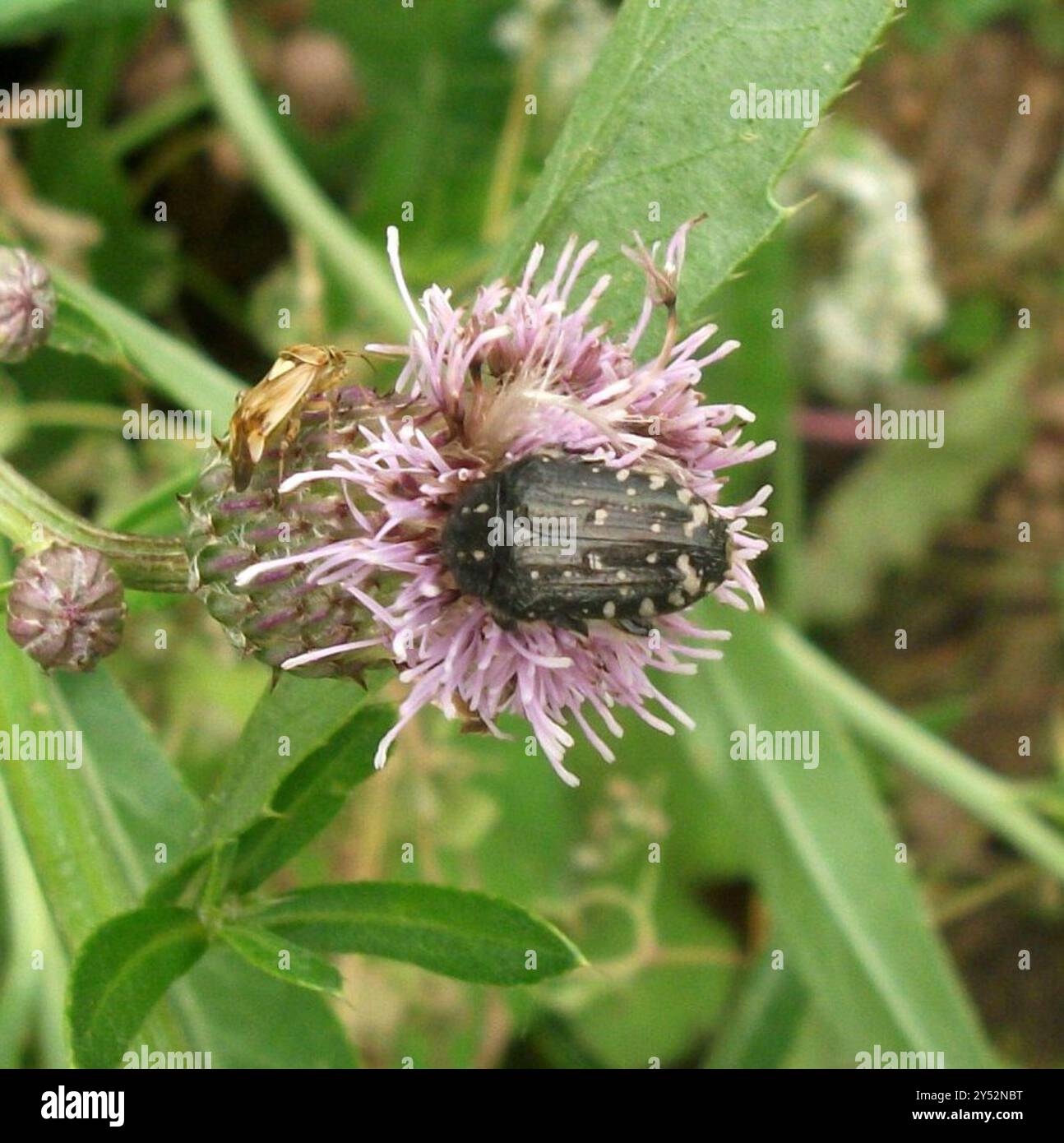 Mediterranean Spotted Chafer (Oxythyrea funesta) Insecta Stock Photo ...