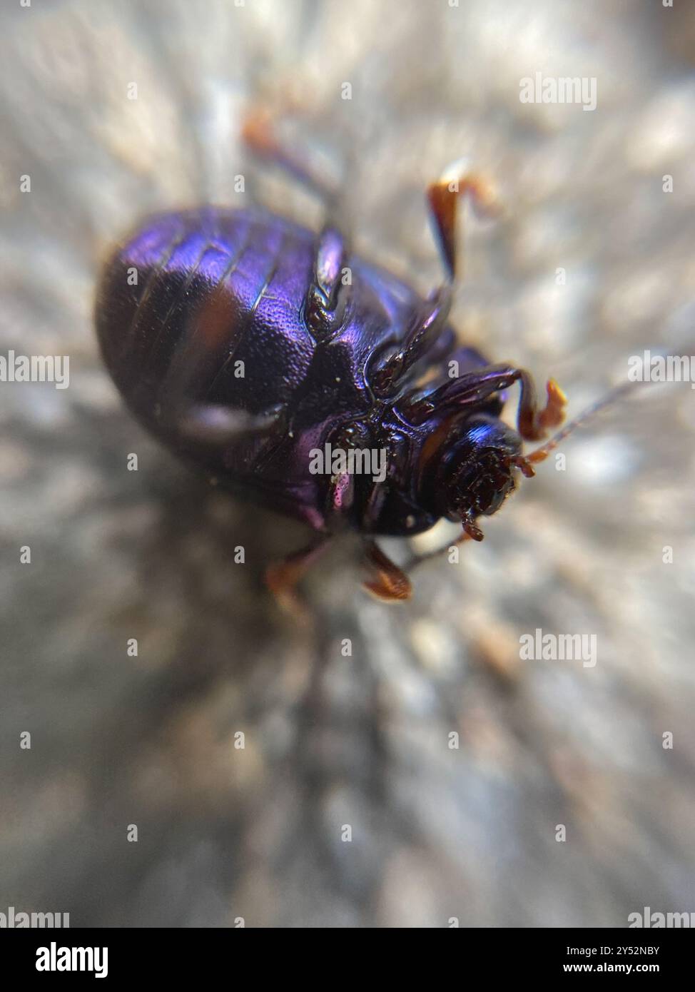violet leaf beetle (Chrysolina sturmi) Insecta Stock Photo - Alamy