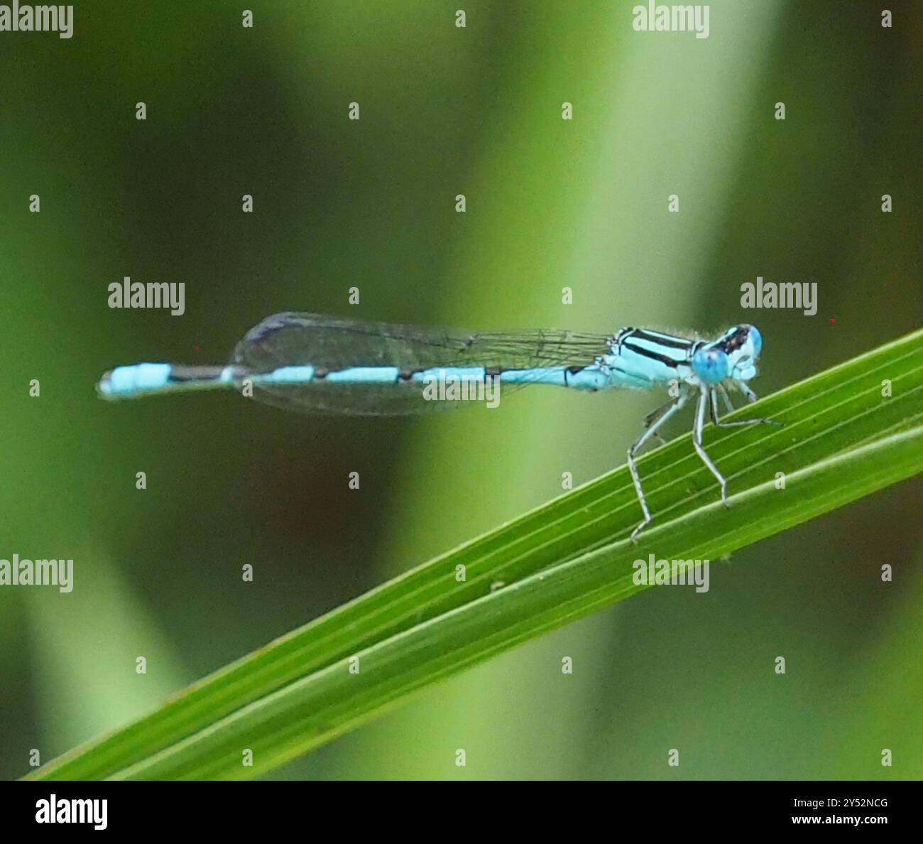 Big Bluet (Enallagma durum) Insecta Stock Photo - Alamy