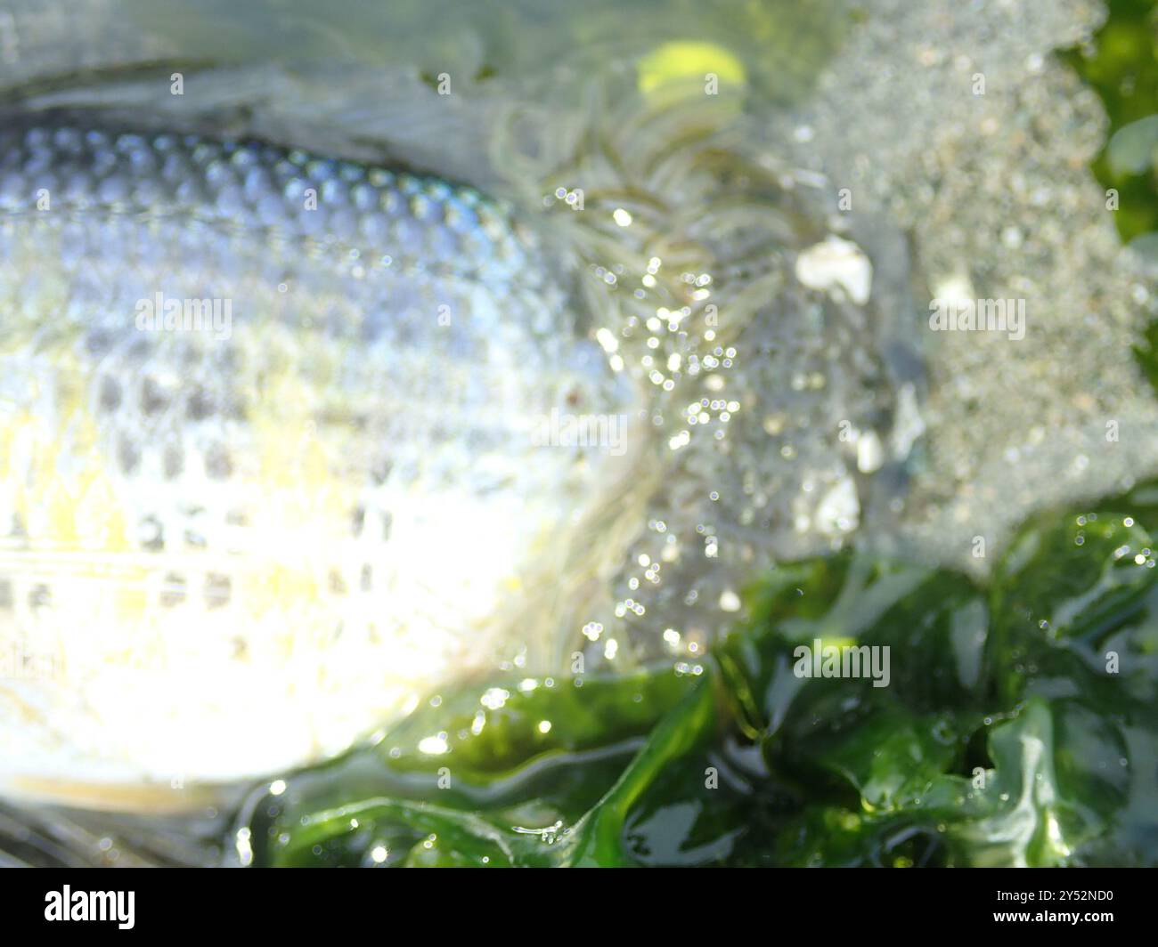 Shiner Surfperch (Cymatogaster aggregata) Actinopterygii Stock Photo ...