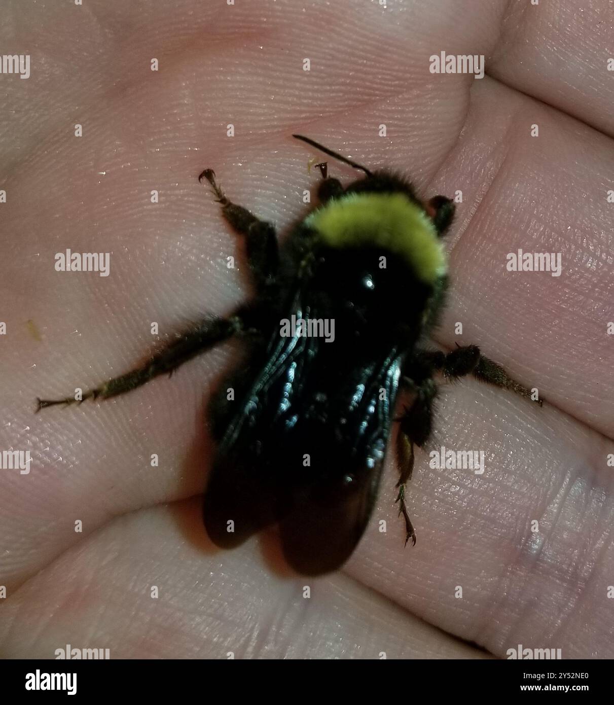 California Bumble Bee (Bombus californicus) Insecta Stock Photo - Alamy