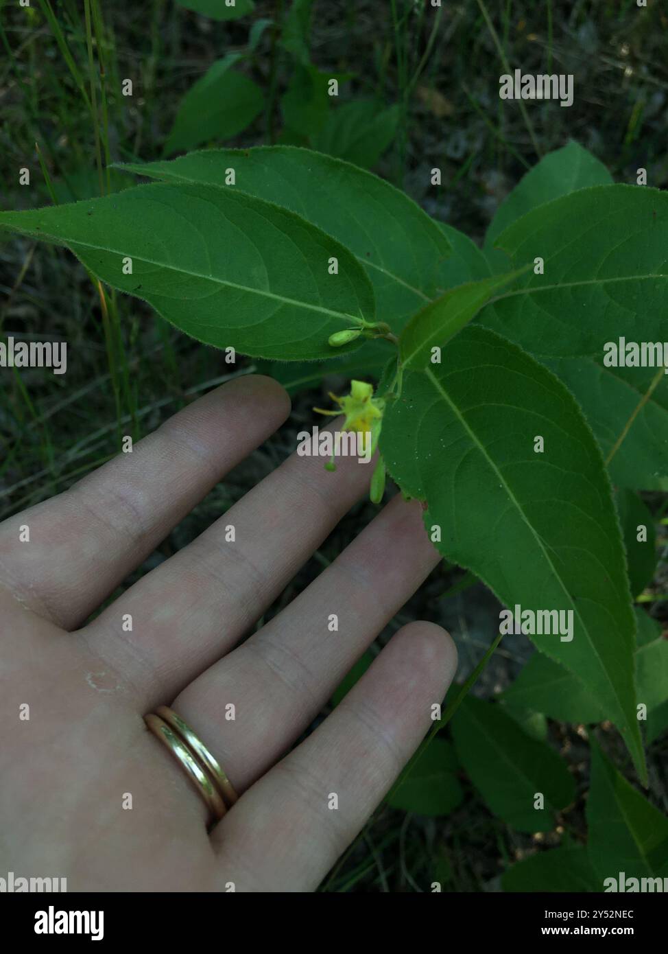 northern bush honeysuckle (Diervilla lonicera) Plantae Stock Photo - Alamy