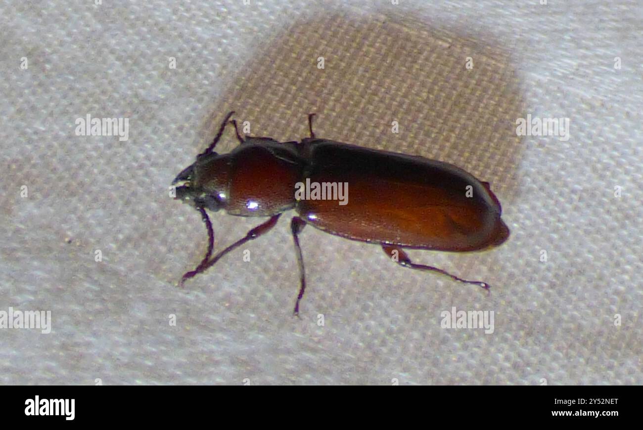 Pole Borer (Neandra brunnea) Insecta Stock Photo - Alamy