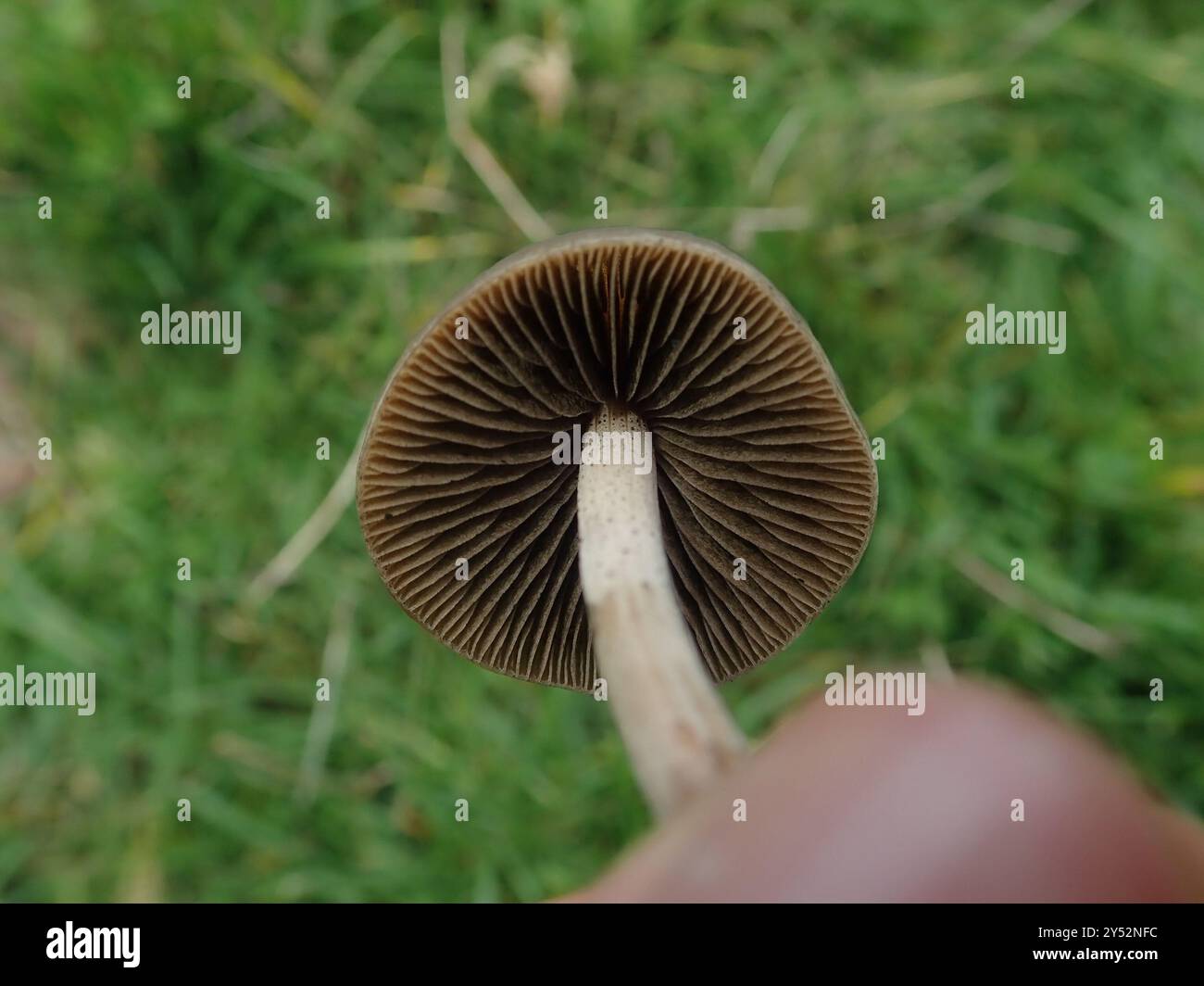 Mower's Mushroom (Panaeolus foenisecii) Fungi Stock Photo - Alamy