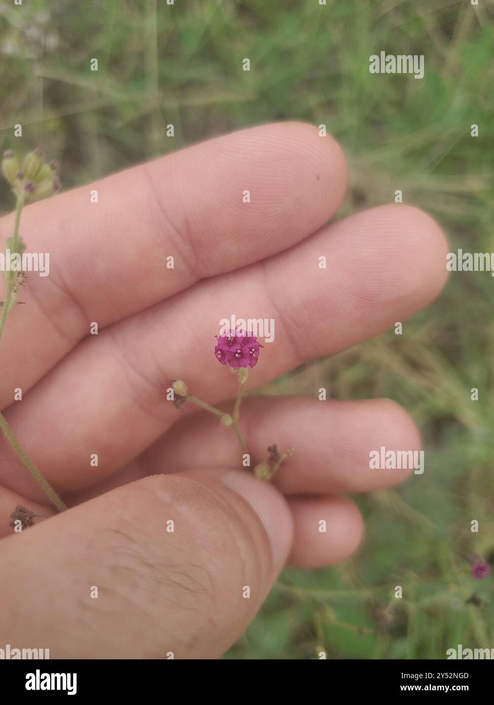 scarlet spiderling (Boerhavia coccinea) Plantae Stock Photo - Alamy