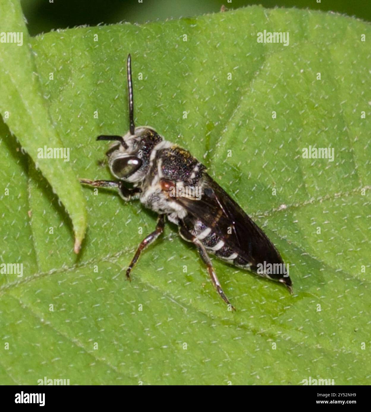 Say's Cuckoo Leafcutter Bee (Coelioxys sayi) Insecta Stock Photo - Alamy