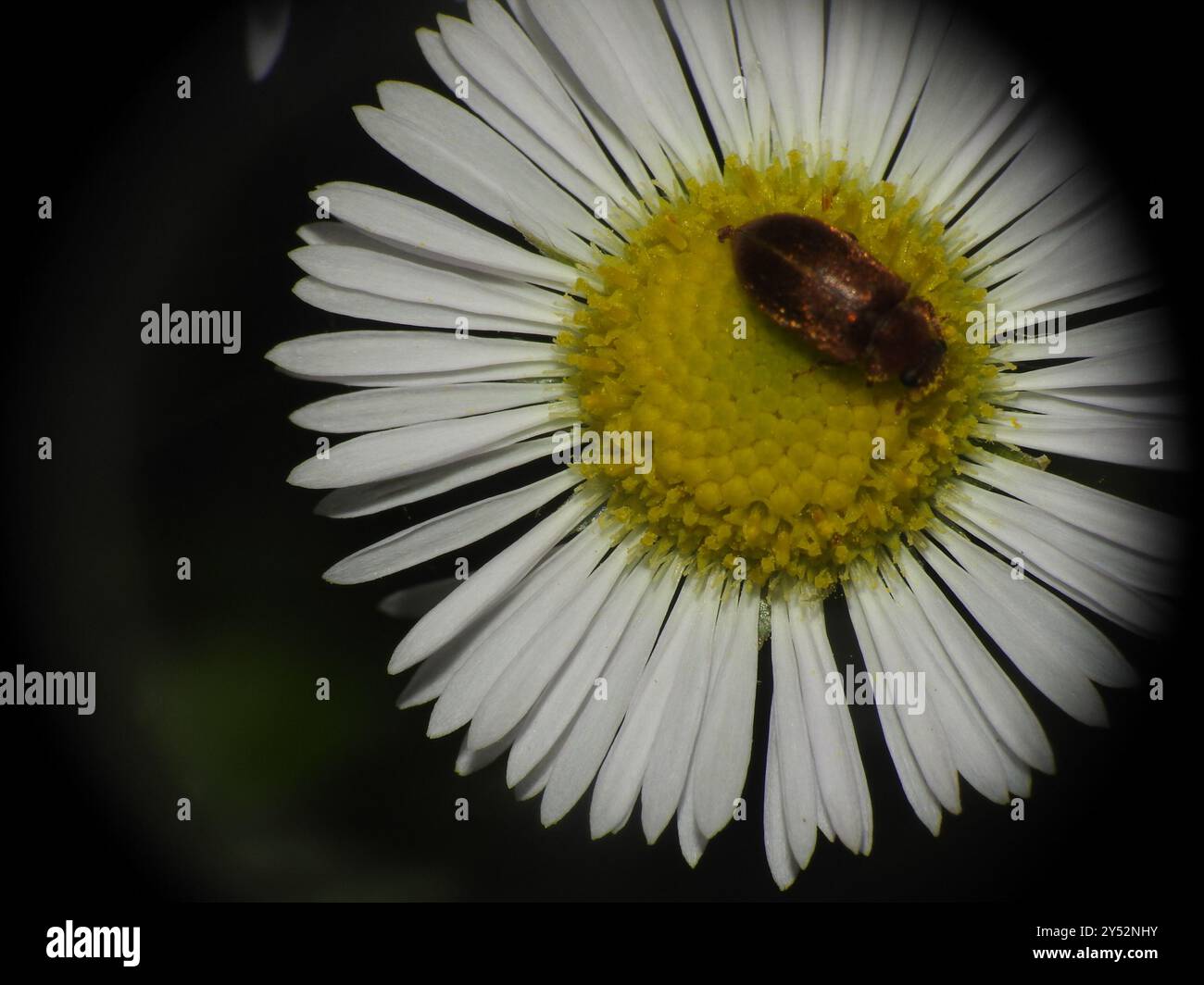 Raspberry Fruitworm Beetle (Byturus unicolor) Insecta Stock Photo - Alamy