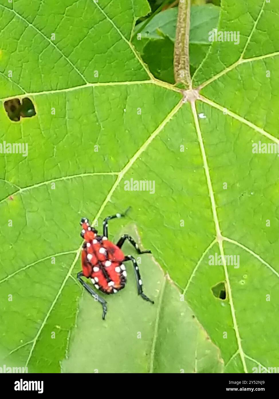 Spotted Lanternfly (Lycorma delicatula) Insecta Stock Photo - Alamy