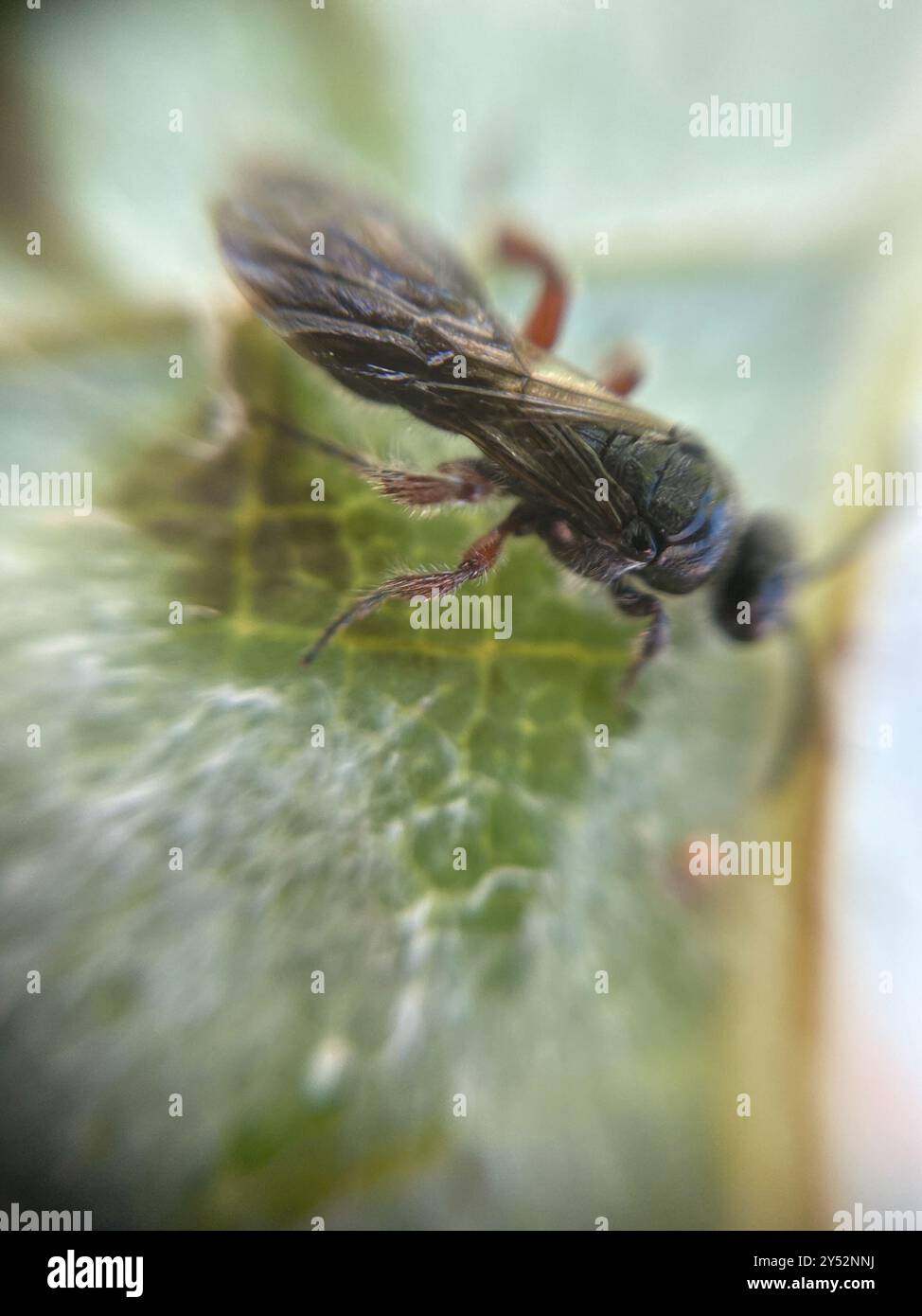 Ants, Bees, Wasps, and Sawflies (Hymenoptera) Insecta Stock Photo - Alamy