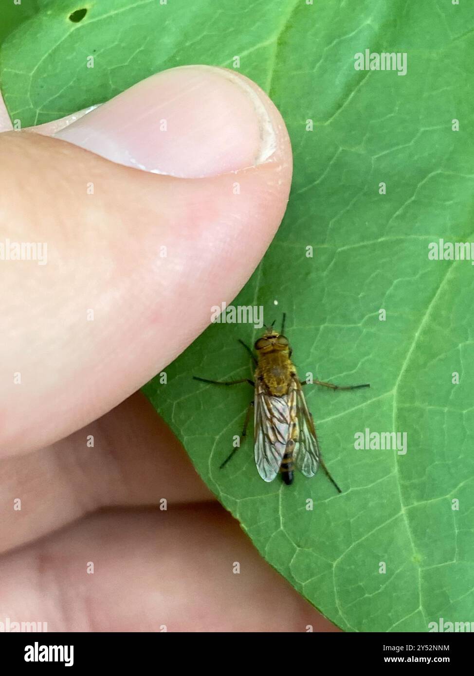 Common Stiletto (Thereva nobilitata) Insecta Stock Photo - Alamy