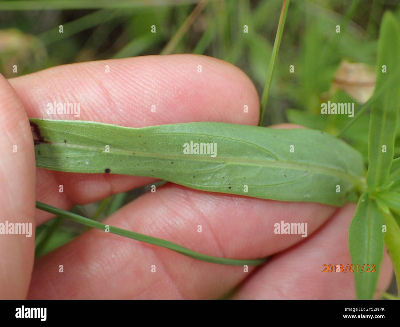 Wild Cow Pea (Vigna vexillata) Plantae Stock Photo - Alamy