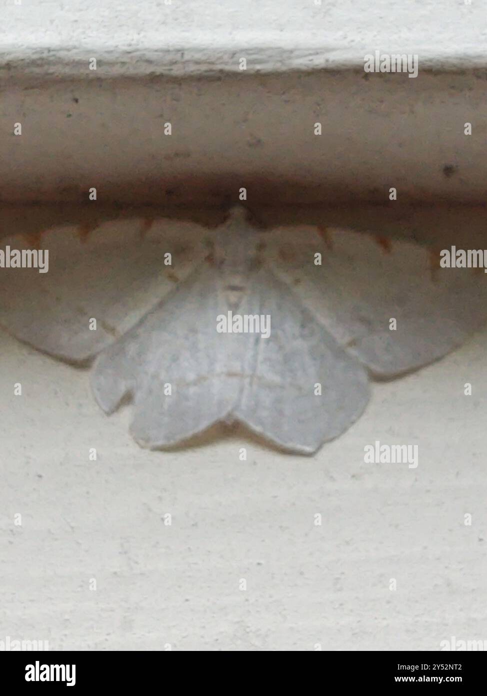 Lesser Maple Spanworm Moth (Macaria pustularia) Insecta Stock Photo - Alamy