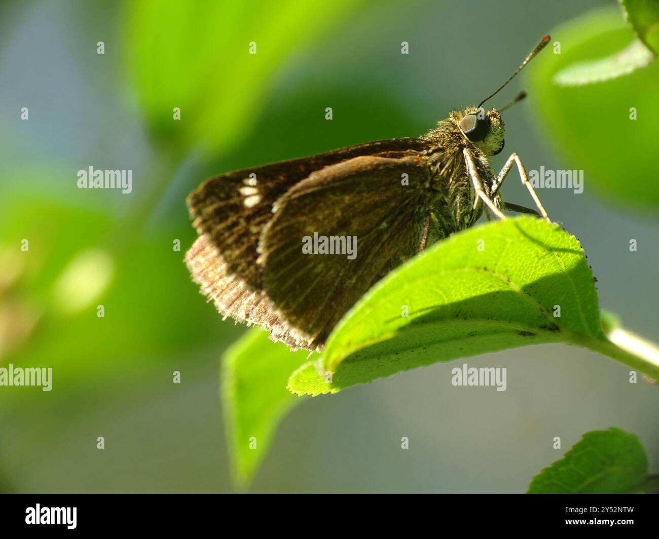 Vernia verna hi-res stock photography and images - Alamy