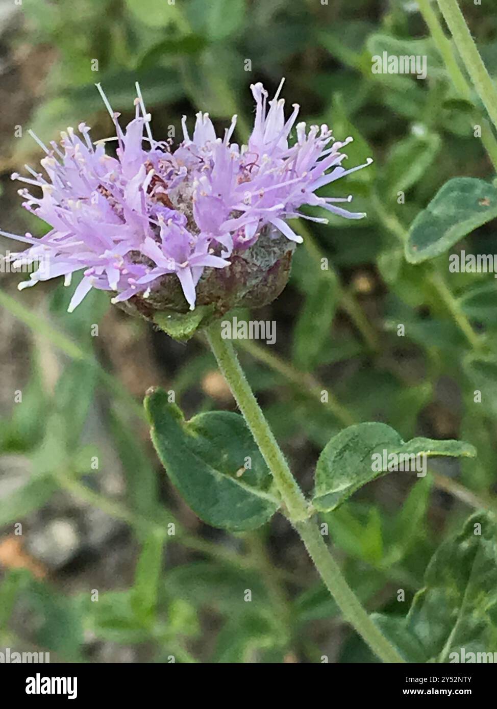 mountain coyote mint (Monardella odoratissima) Plantae Stock Photo - Alamy