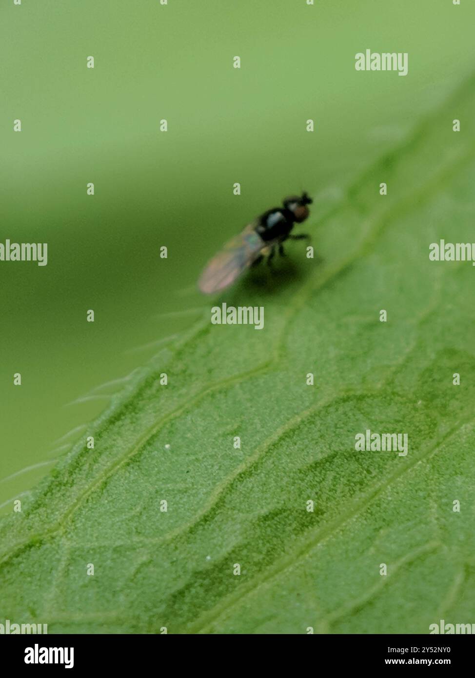 Freeloader Flies (Milichiidae) Insecta Stock Photo - Alamy