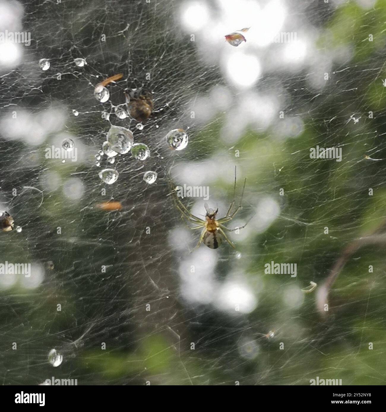 Neriene emphana hi-res stock photography and images - Alamy