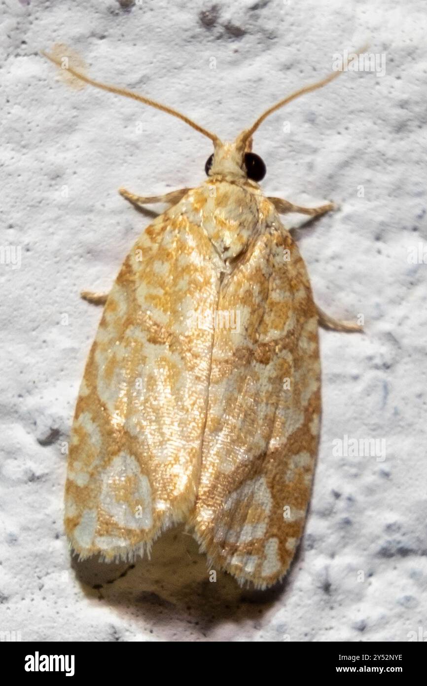 Yellow-winged Oak Leafroller Moth (Argyrotaenia quercifoliana) Insecta ...